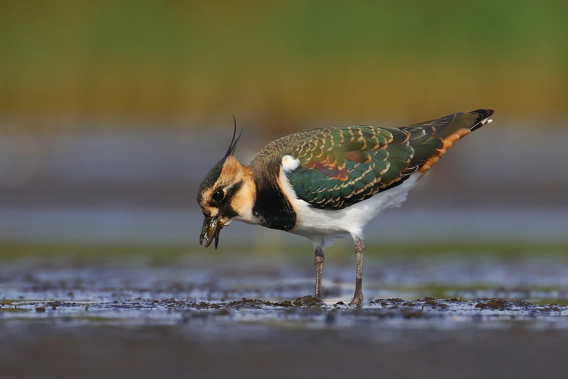Czarno-biały ptak - panthomas | PLFOTO