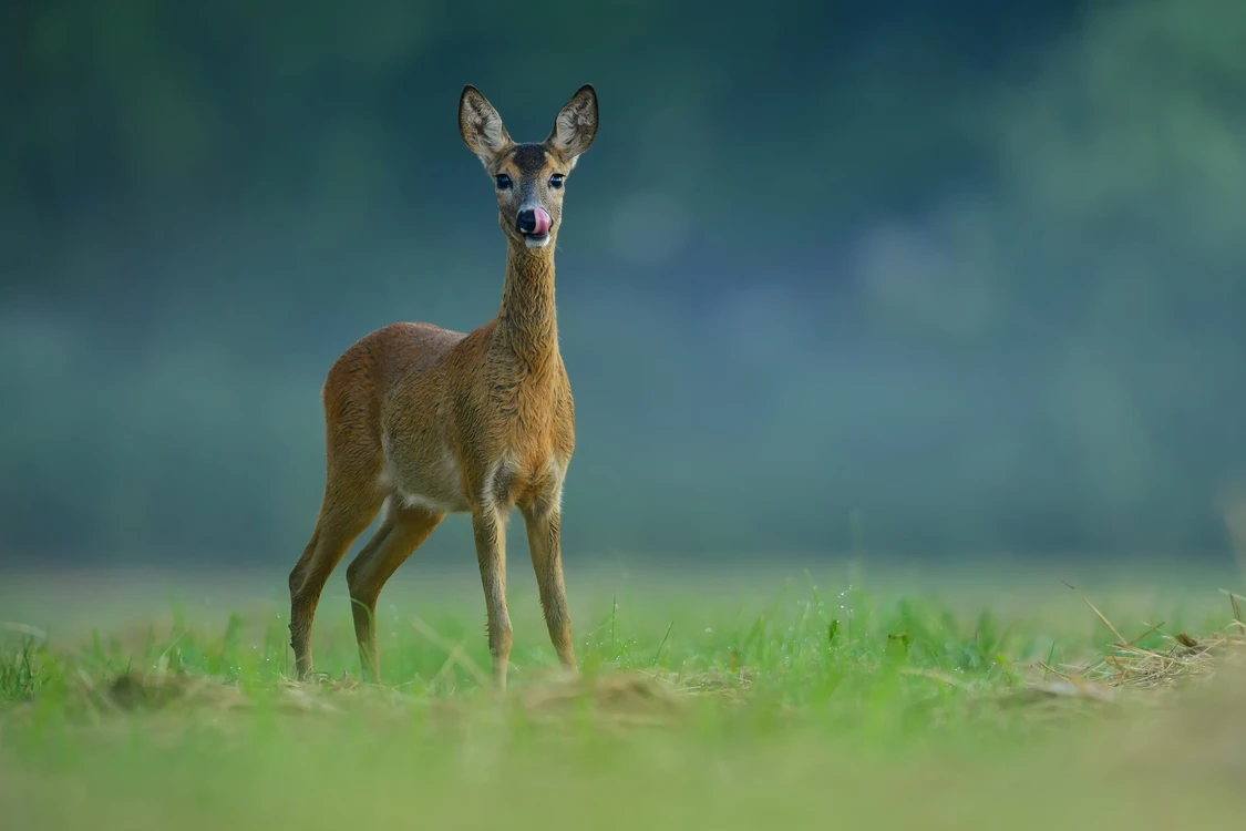 Sarna - Pablo77 | PLFOTO